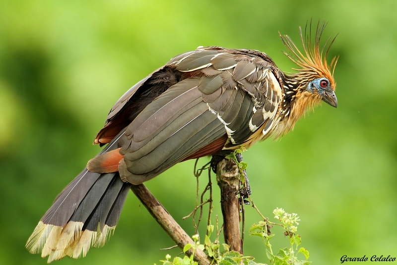 Estuche Digital: Aves del Llano