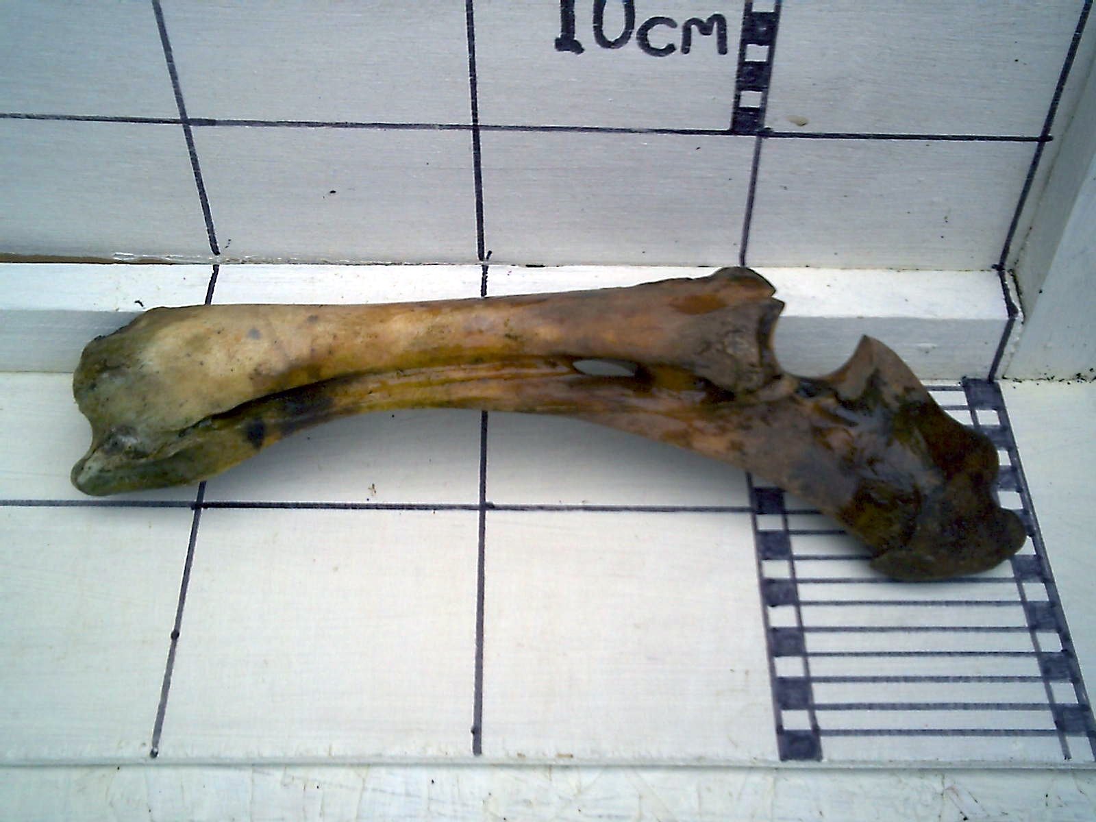 HISTORY OF A BECK: New finds Bovine bones size and weights.