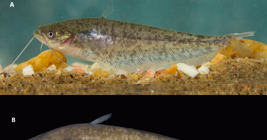 Species New to Science: [Ichthyology • 2016] Ompok argestes • A New ...