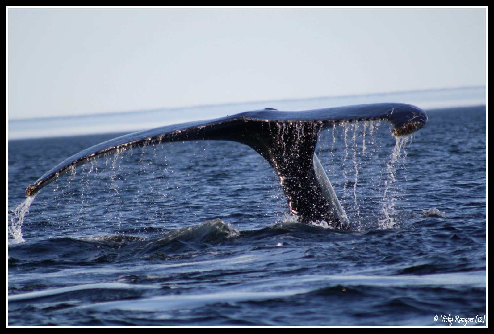La faune et la flore du Québec en photos: Rorqual commun, Balaenoptera ...