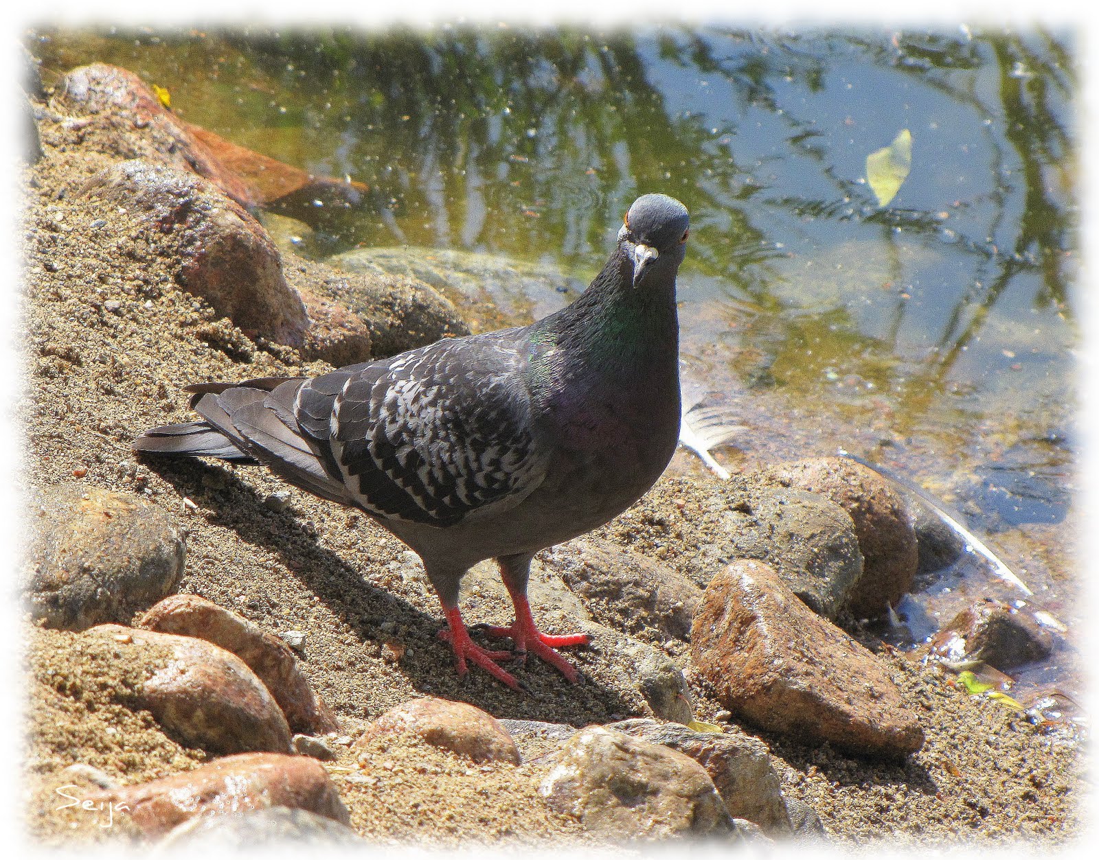 Luontohetkiä: Pulu kesykyyhkynen