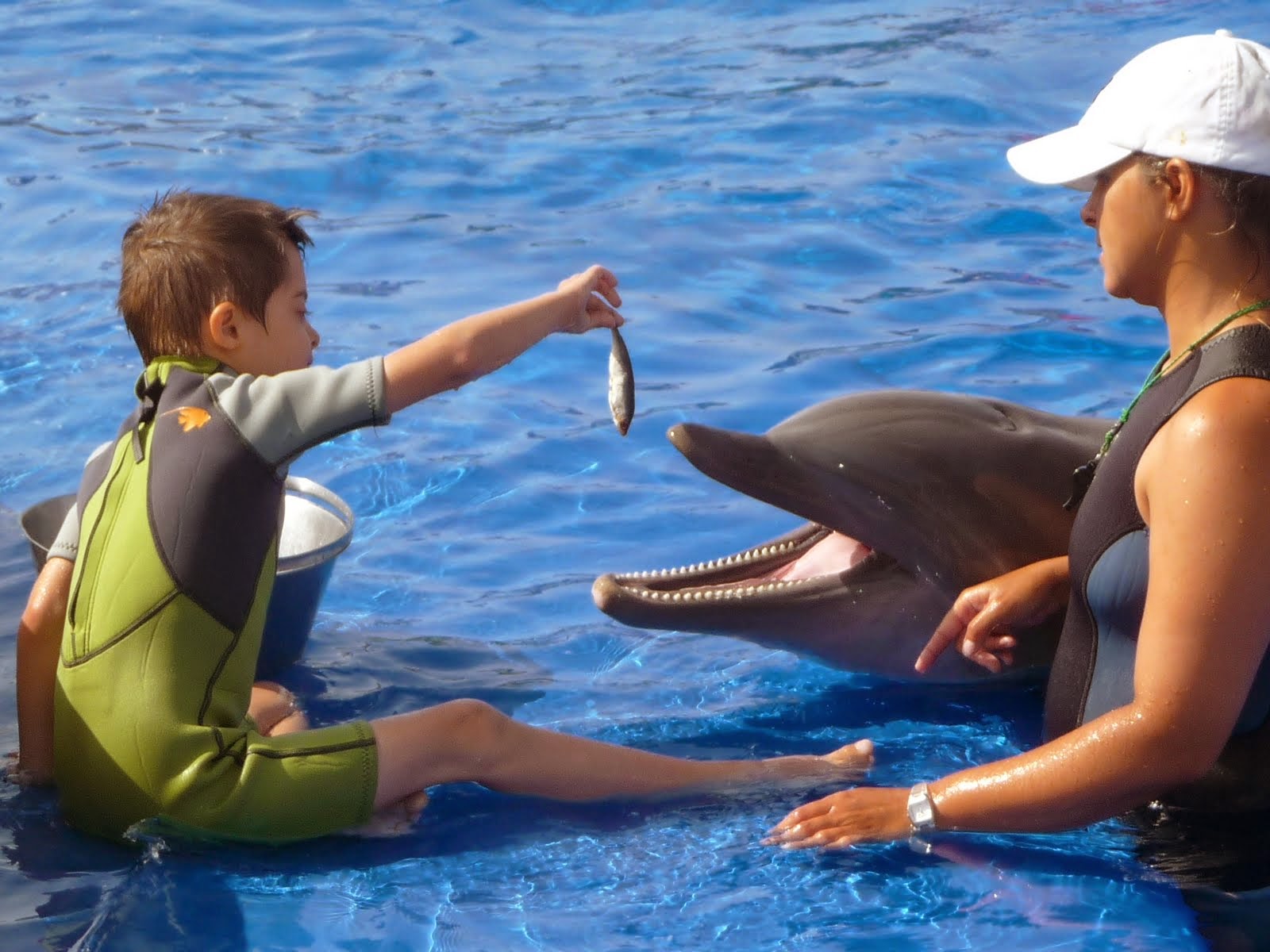 "Los Delfines": ALIMENTACIÓN DE LOS DELFÍNES