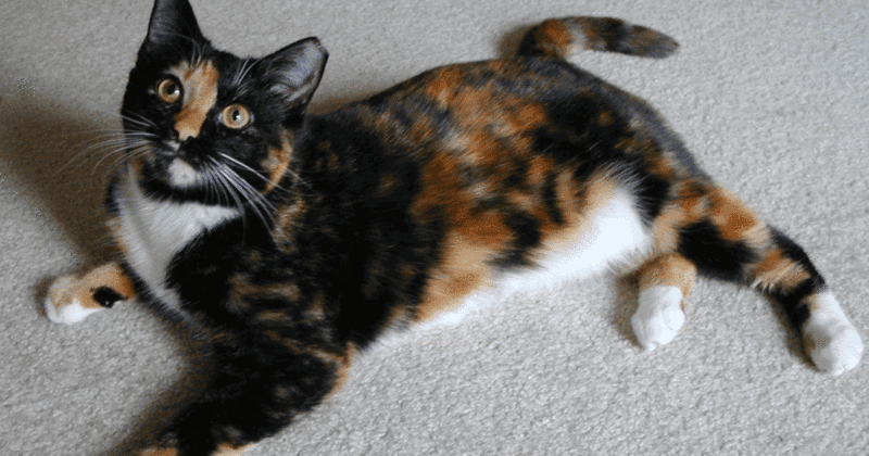 HONEY VETS: KENAPA KUCING CALICO HANYA BETINA?
