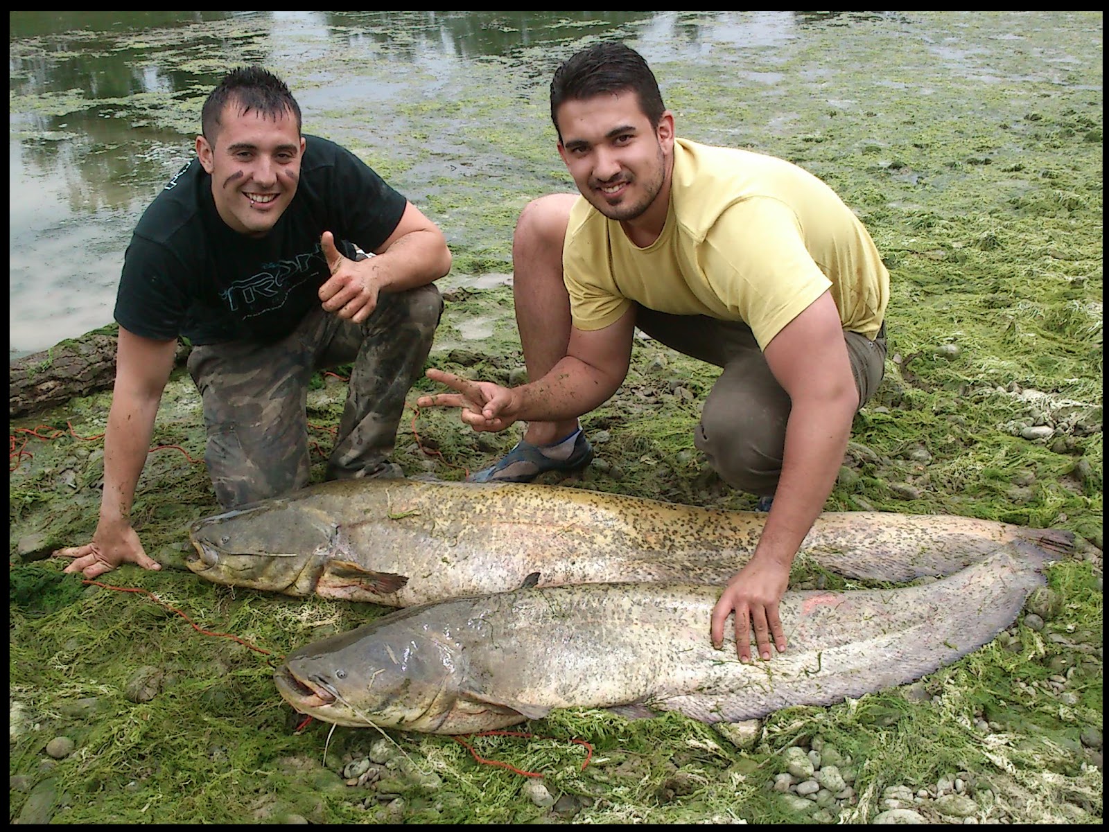 Avesnatura: Pesca del Siluro (Silurus glanis)