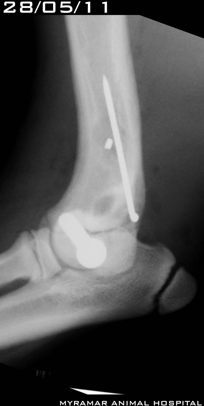 1. FRACTURAS DE HUMERO. TRAUMATOLOGÍA VETERINARIA.: TERRY. Salter Harris IV