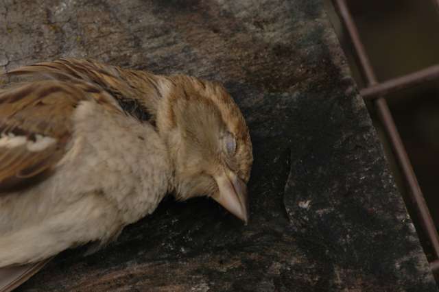 The Nature of Robertson: November 2012