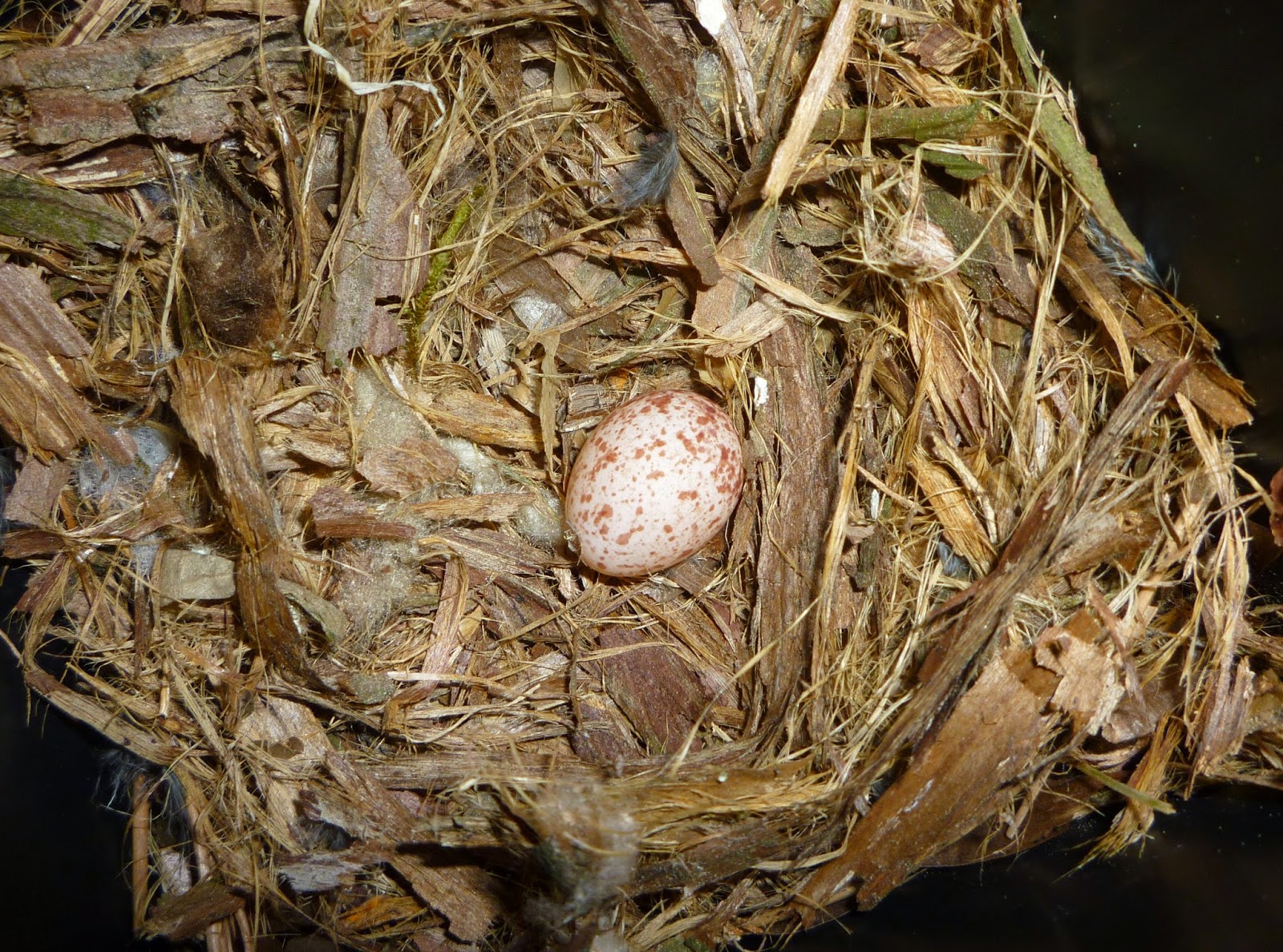 Nuthatch Nest
