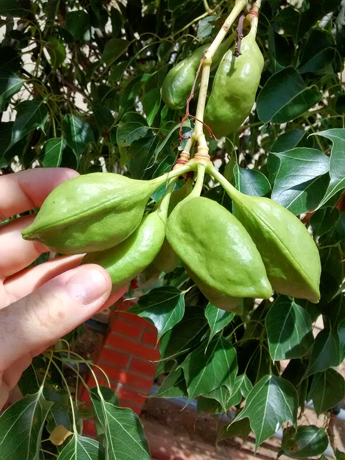 Badia Verde: Brachychiton populneus (arbol botella)