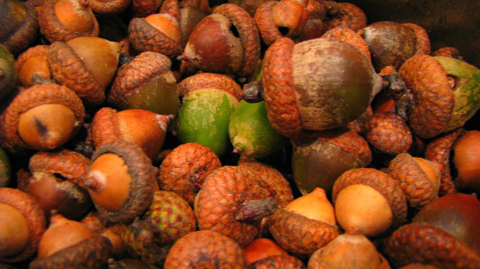 Musings from Kim K.: When life gives you acorns...