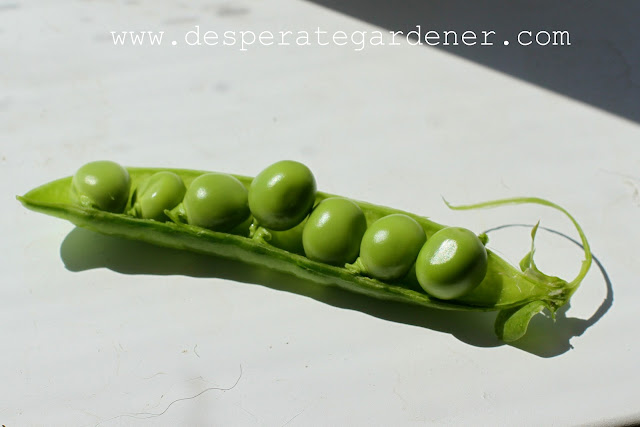 Desperate Gardener: Grandma's Secret Weapons: Protecting Your Peas