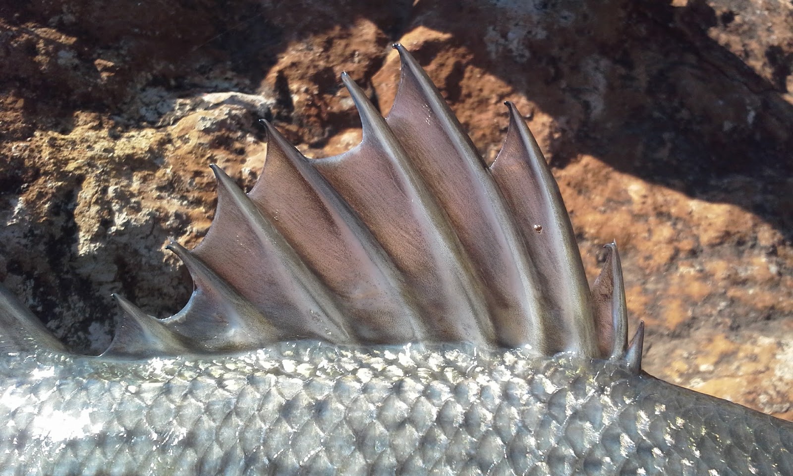 The Show Me Fly Guy: Wipers/Hybrids on the Fly- Part 1