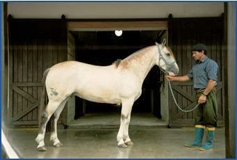 Los Caballos: Pelajes: Bayo