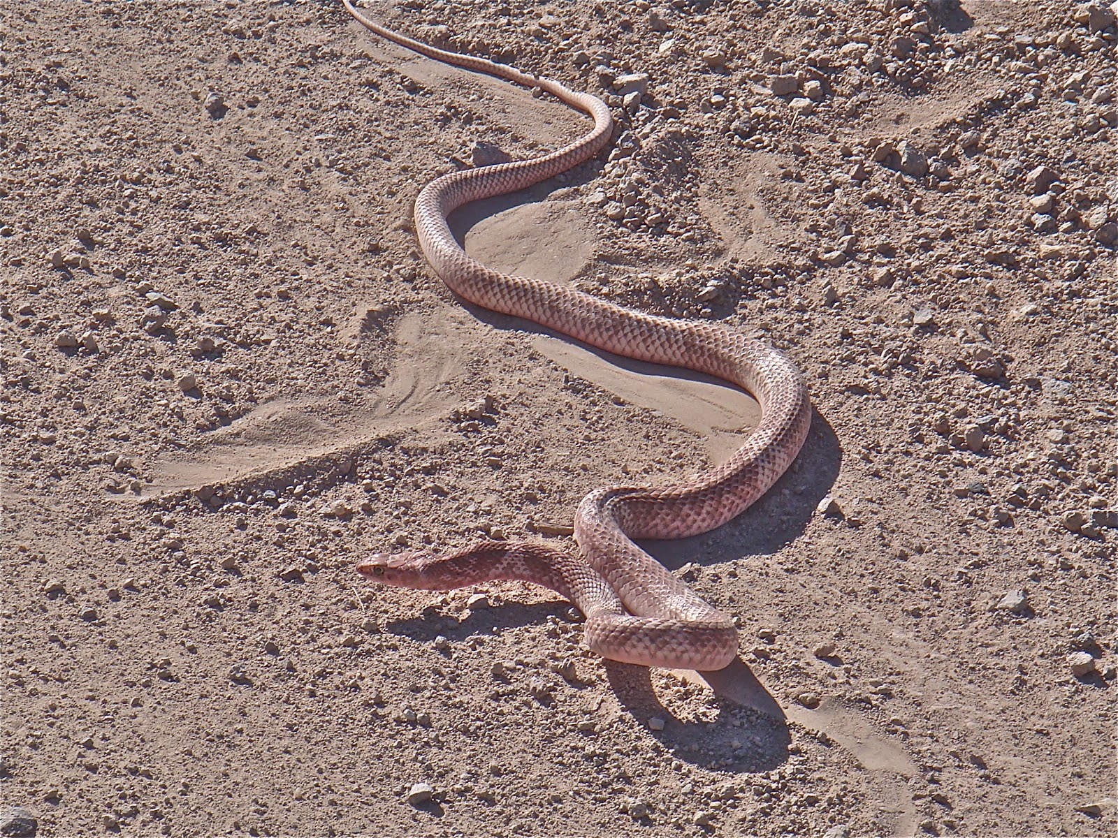 ETHNOBOTANY: SLITHERING SNAKE SKY ISLAND SNAKES - A SURPRISING SLITHER ...