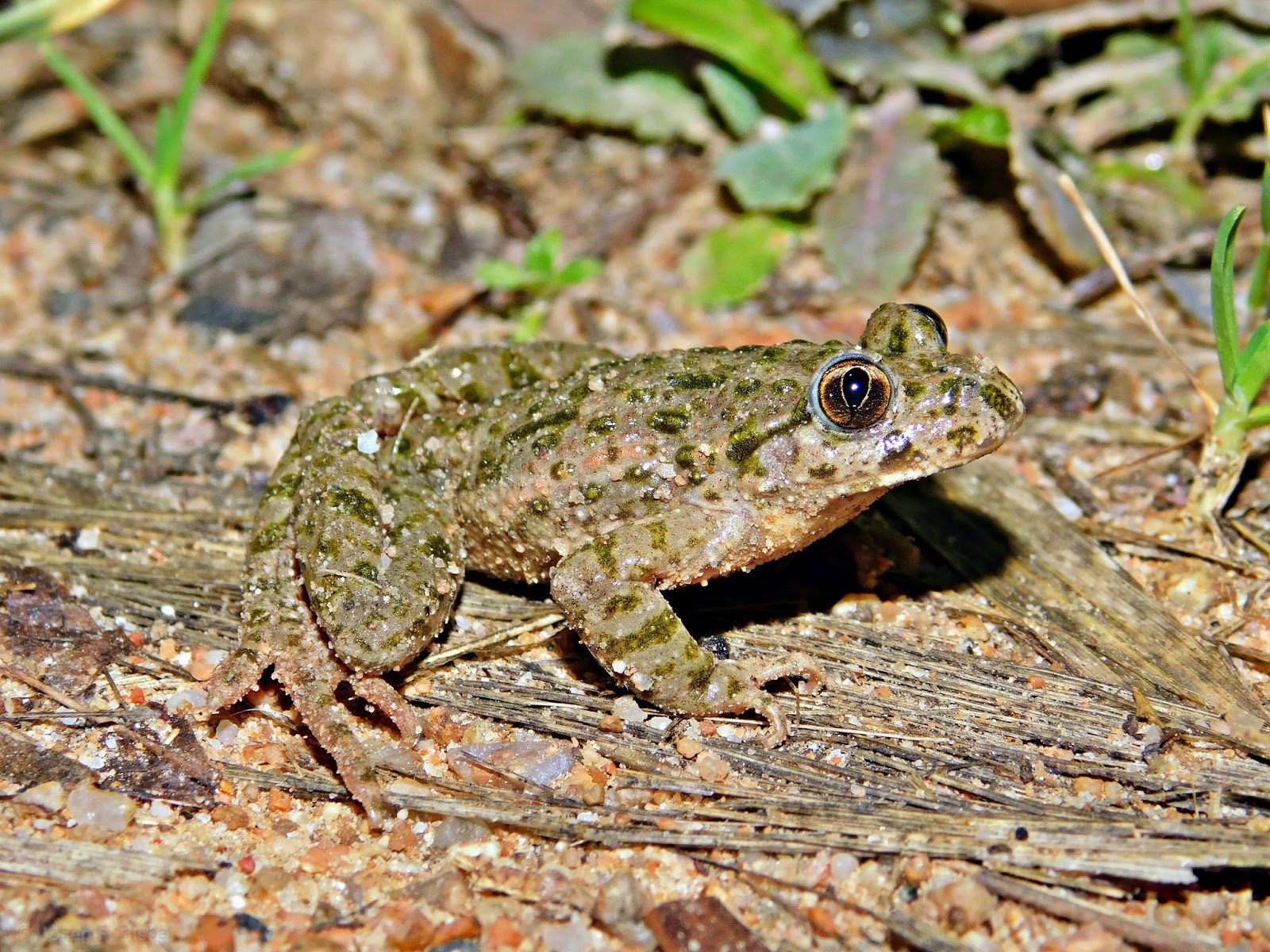 (Paleo-)Herpetología: Pelodytes punctatus - Sapillo moteado septentrional