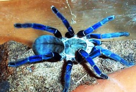 Curiosidades del Mundo: Tarántula azul cobalto (Haplopelma Lividum ...