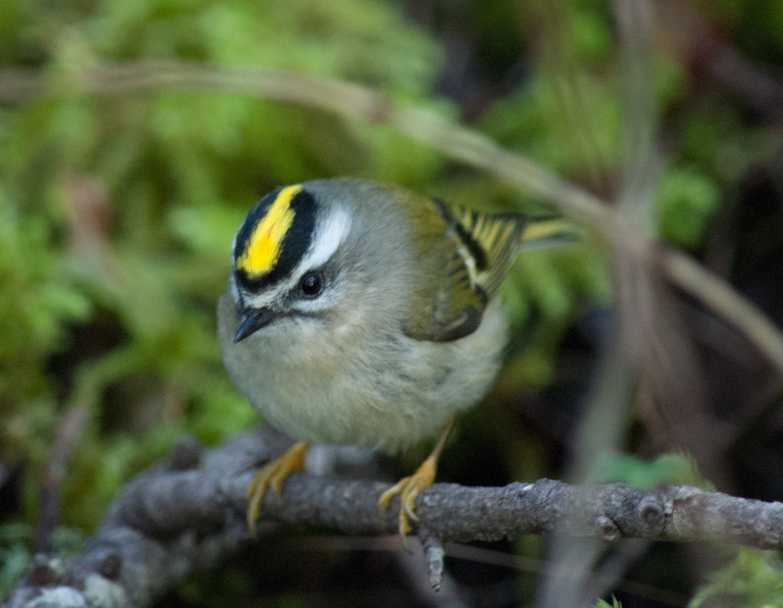Shoreline Area News: For the birds: Kinglets, Kingbirds, Kingfishers