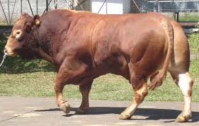 Cara Memilih Sapi Bakalan Limousin dan Simental Super Terbaik | 1001 ...