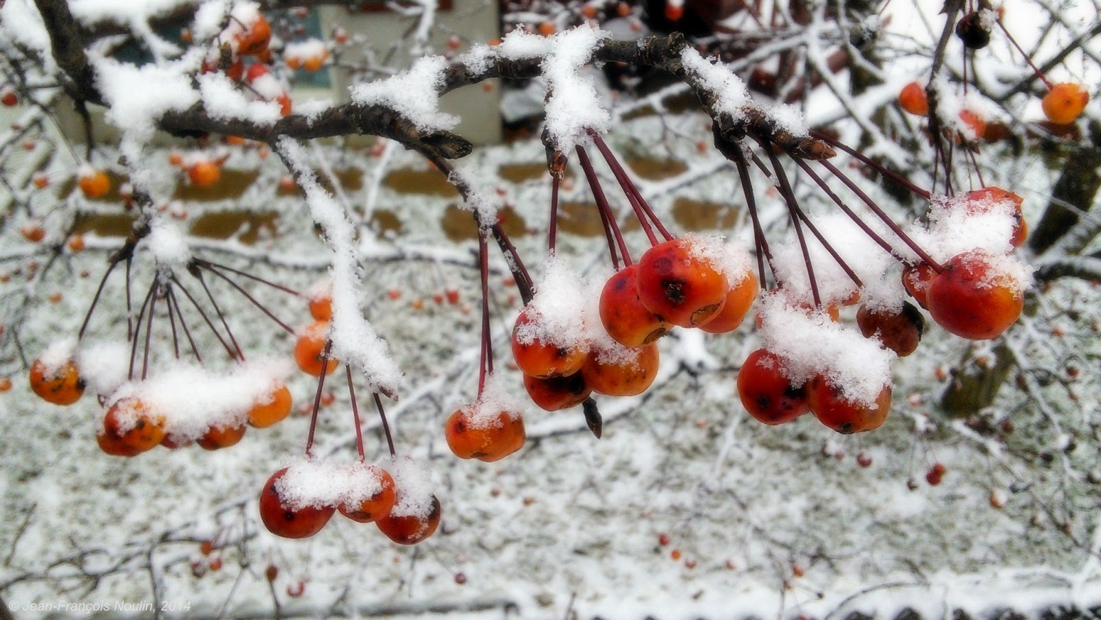 Carnet naturaliste: Derniers fruits, première neige