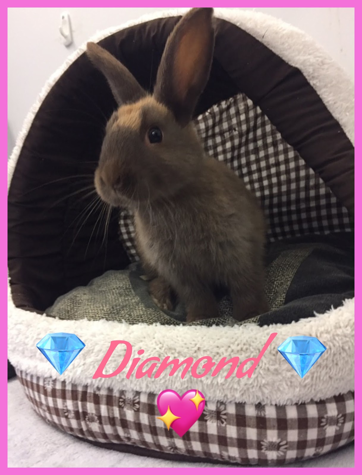Rabbit Rescue Sanctuary: TREASURE & DIAMOND BABY RABBITS FOR ADOPTION ...