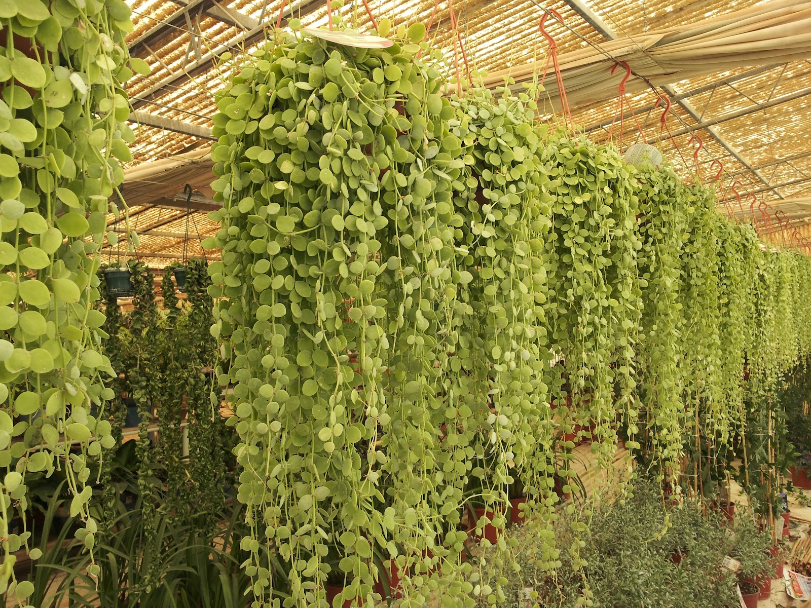 Chutes in Qatar: Greenery