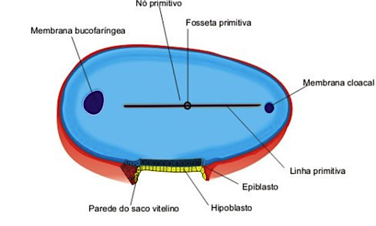 Embriologia : Capitulo #5 tercera semana del desarrollo, el Disco ...