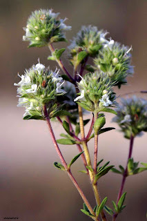 Las flores silvestres de Hormaza: Thymus zygis
