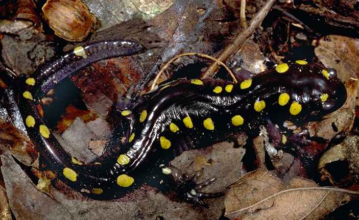 Endangered New Jersey: Spring Brings Vernal Pools to Life