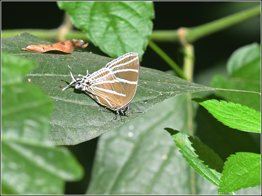 Explorations of an Ecologist: Guatemala 2019, Part 9: Los Tarrales ...