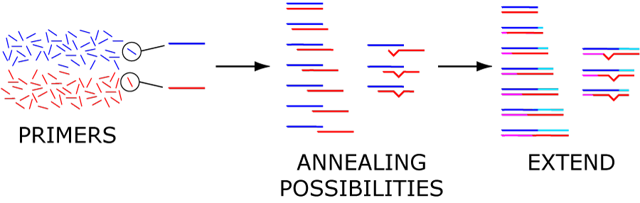 VDU's blog: PCR primers...a primer!