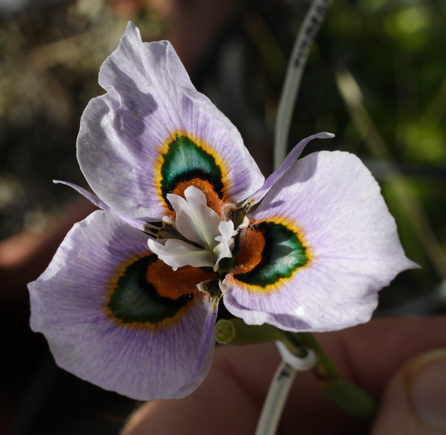 Growing Cool Plants: Moraea villosa Color Forms