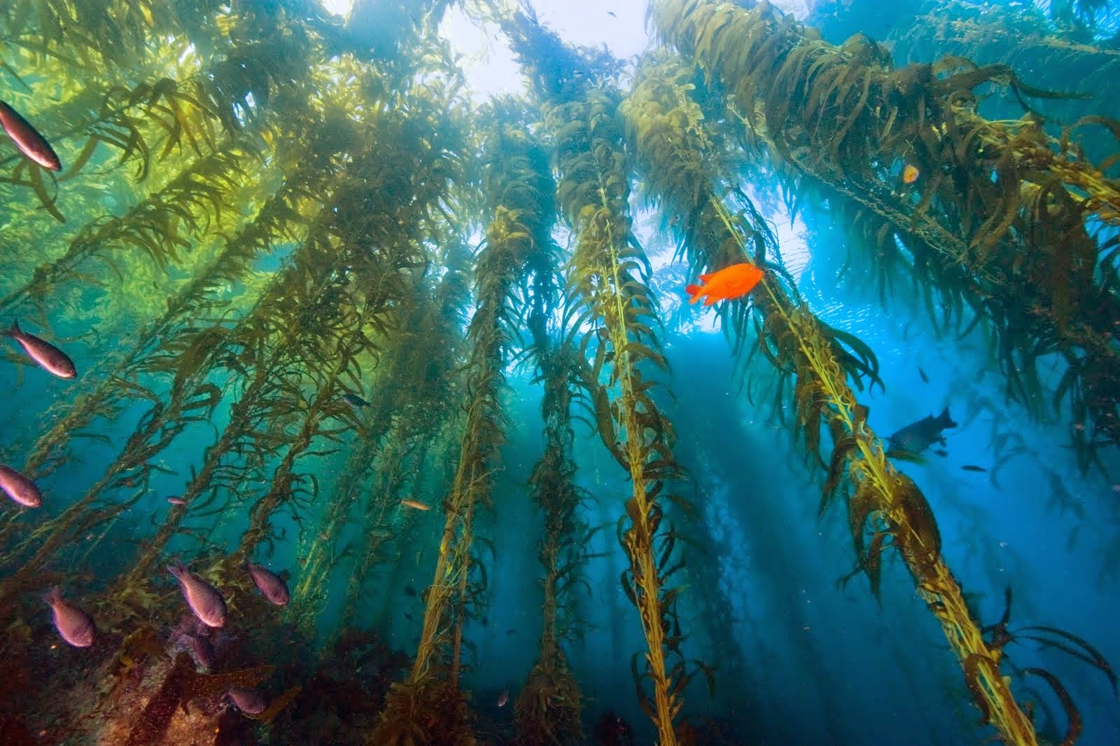 Tudo Sobre Microbiologia: Algas e seus tipos