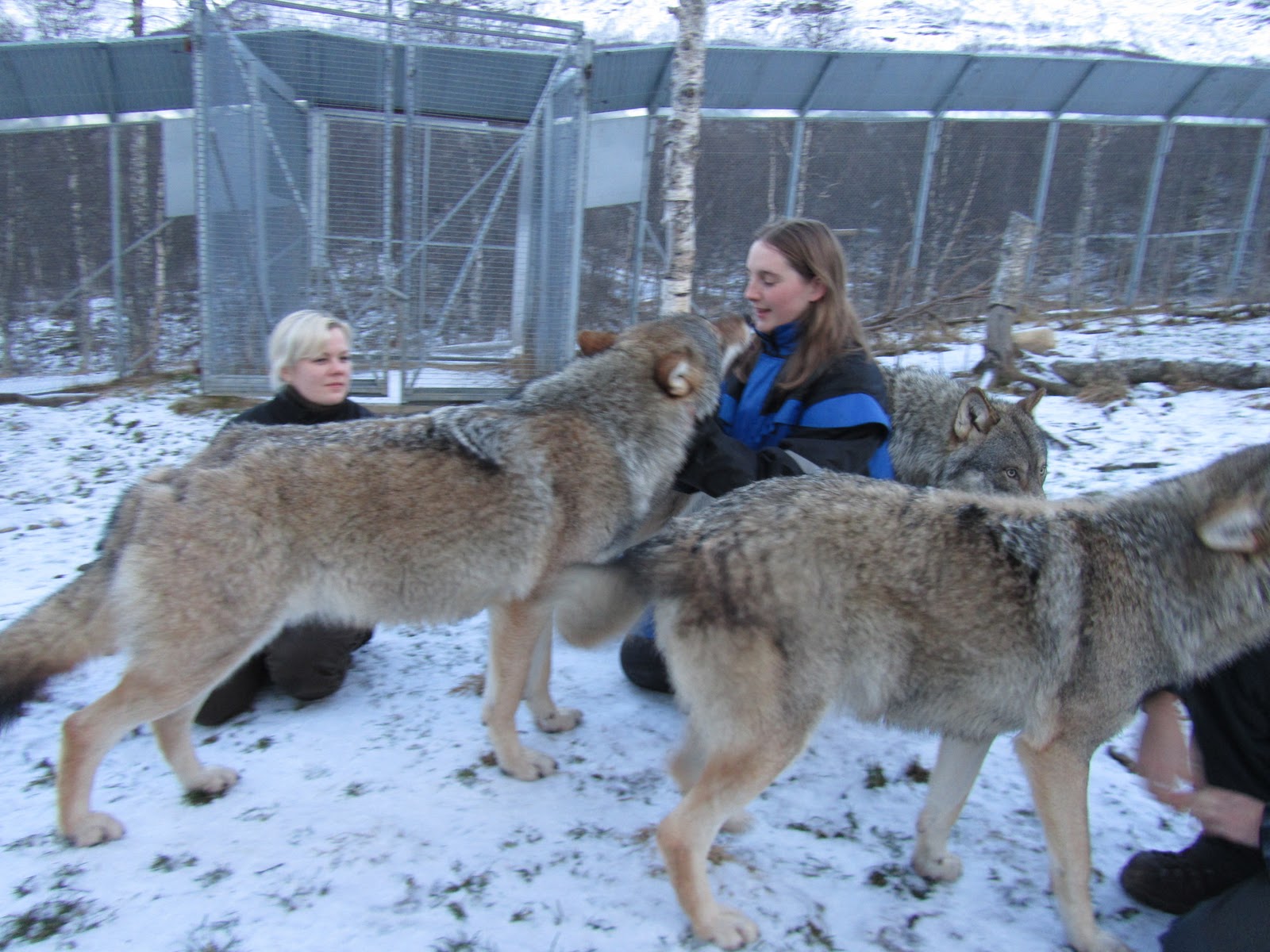 Claartje & Douglas: Hugging wolves in the Polar Zoo