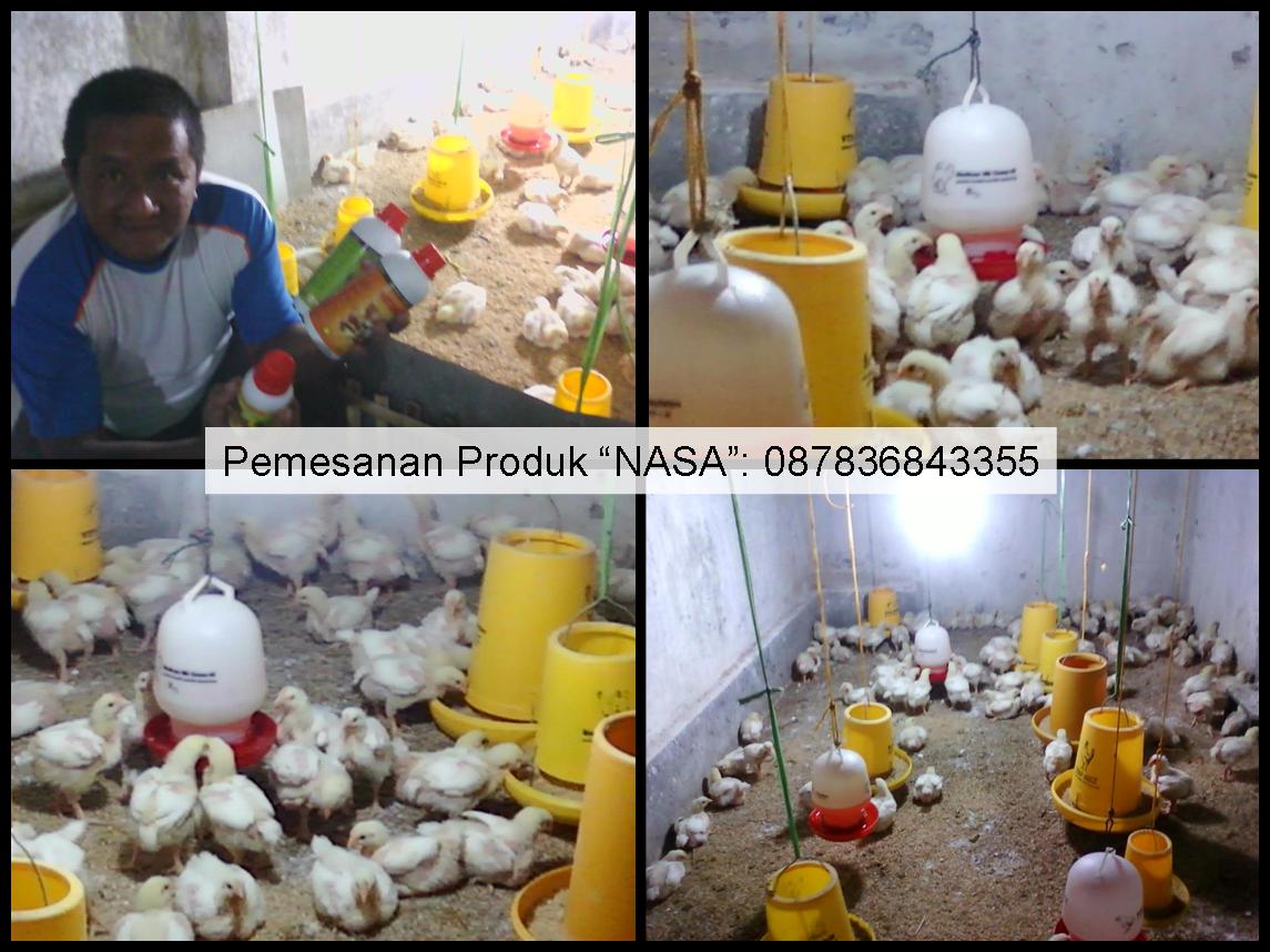 Trik menguntungkan ternak unggas: Cara Ternak ayam broiler