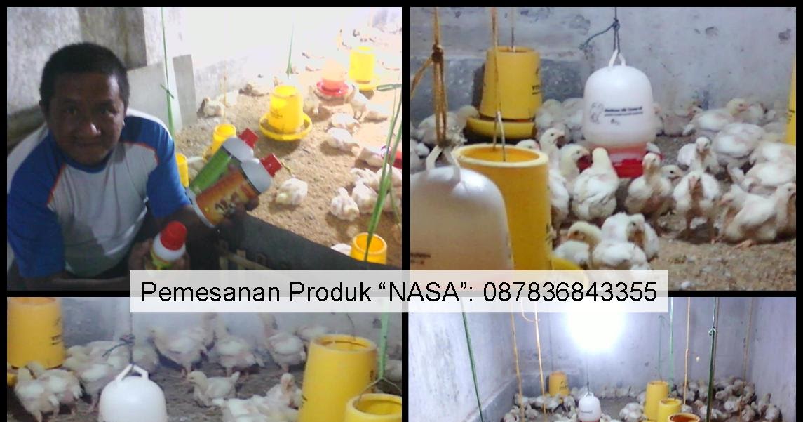 Trik menguntungkan ternak unggas: Cara Ternak ayam broiler