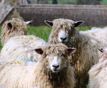 Walk the Landscape News: The Cotswold Lion