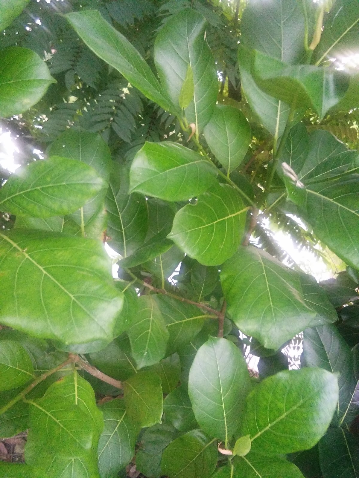 D' Qasih: unique leaf pattern ....... like a natural art ...