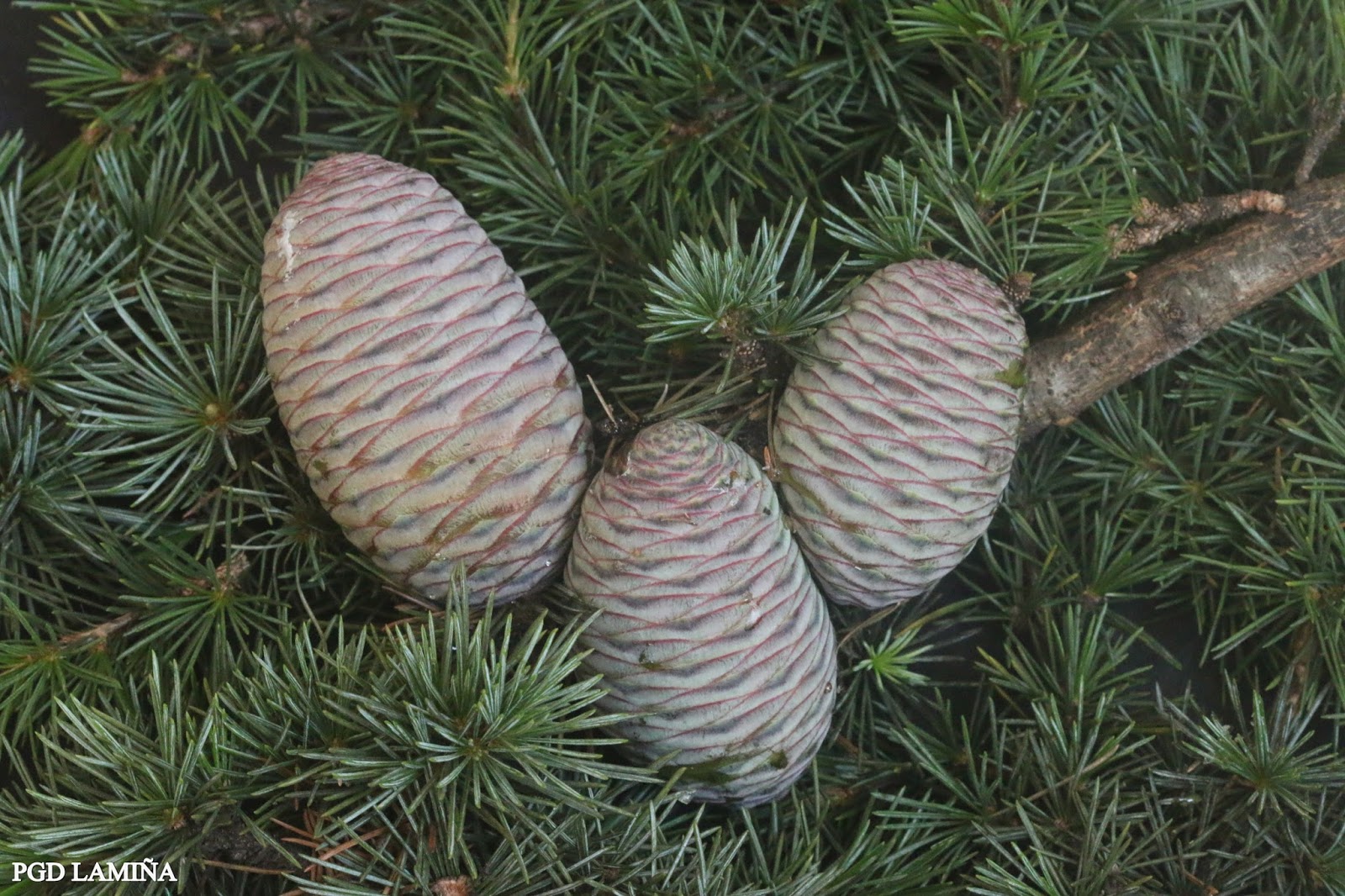 CEDRUS ATLANTICA. cedro del Atlas.