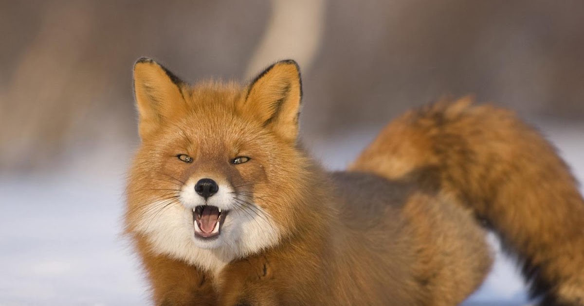 Red Fox | The Life of Animals