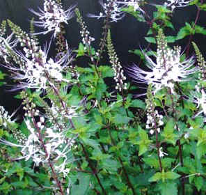 Java tea leaves benefits