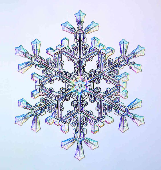 Heraldry of Life: ART with REAL SNOWFLAKES