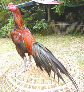 84+ Tren Gaya Warna Jilbab Coconut, Warna Jilbab