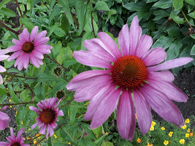 Pilk aeda: Purpur-siilkübar ehk punane päevakübar 'Bravado'