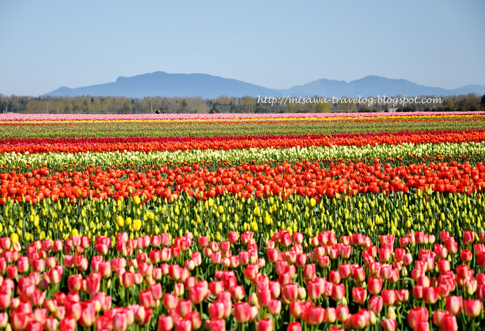 TRAVELOG: Tulip Town Skagit Valley, Washington