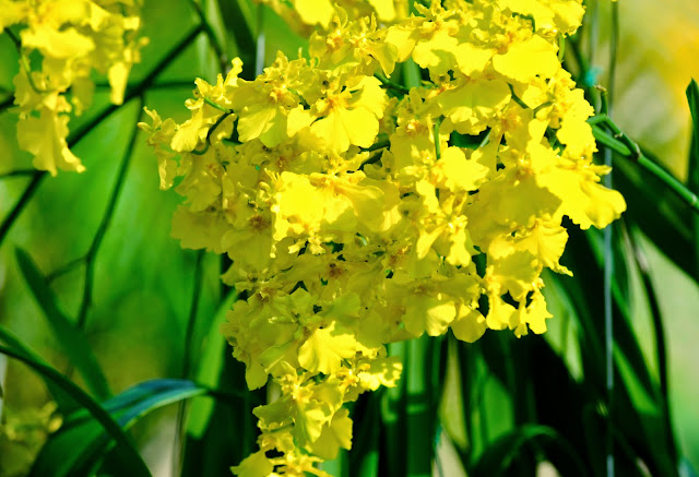 HOA PHONG LAN VIỆT-VIETNAM ORCHIDS: Golden Angel (Oncidium Gower Ramsey)