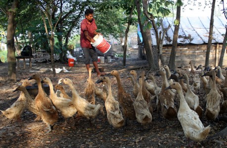 Cara Pemberian Pakan Itik - Tutorial Cara Budidaya