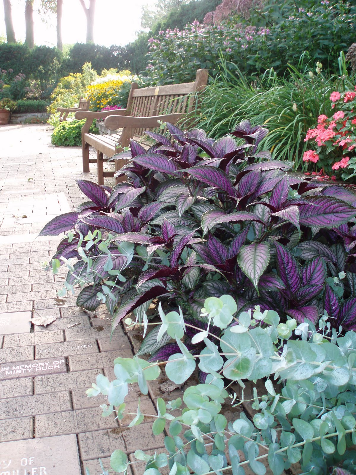 Rotary Botanical Gardens - Hort Blog: Persian Shield