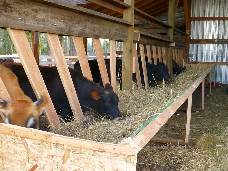 Rural Revolution: Building feed boxes