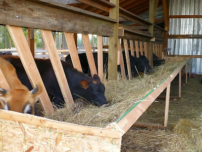 Rural Revolution: Building feed boxes