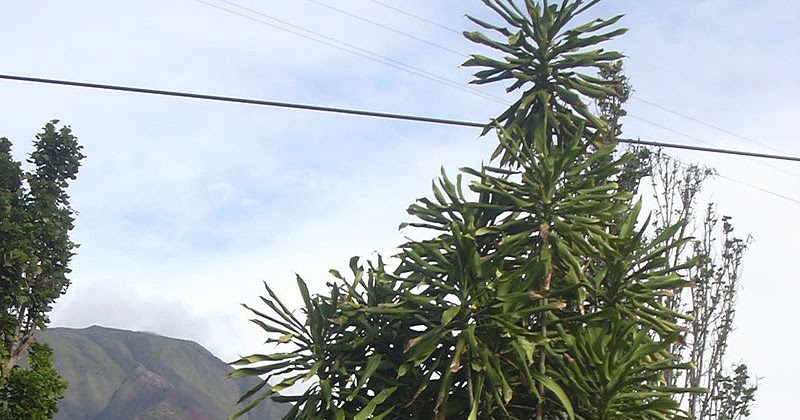 Dragon Trees: Cornstalk Dragon Tree