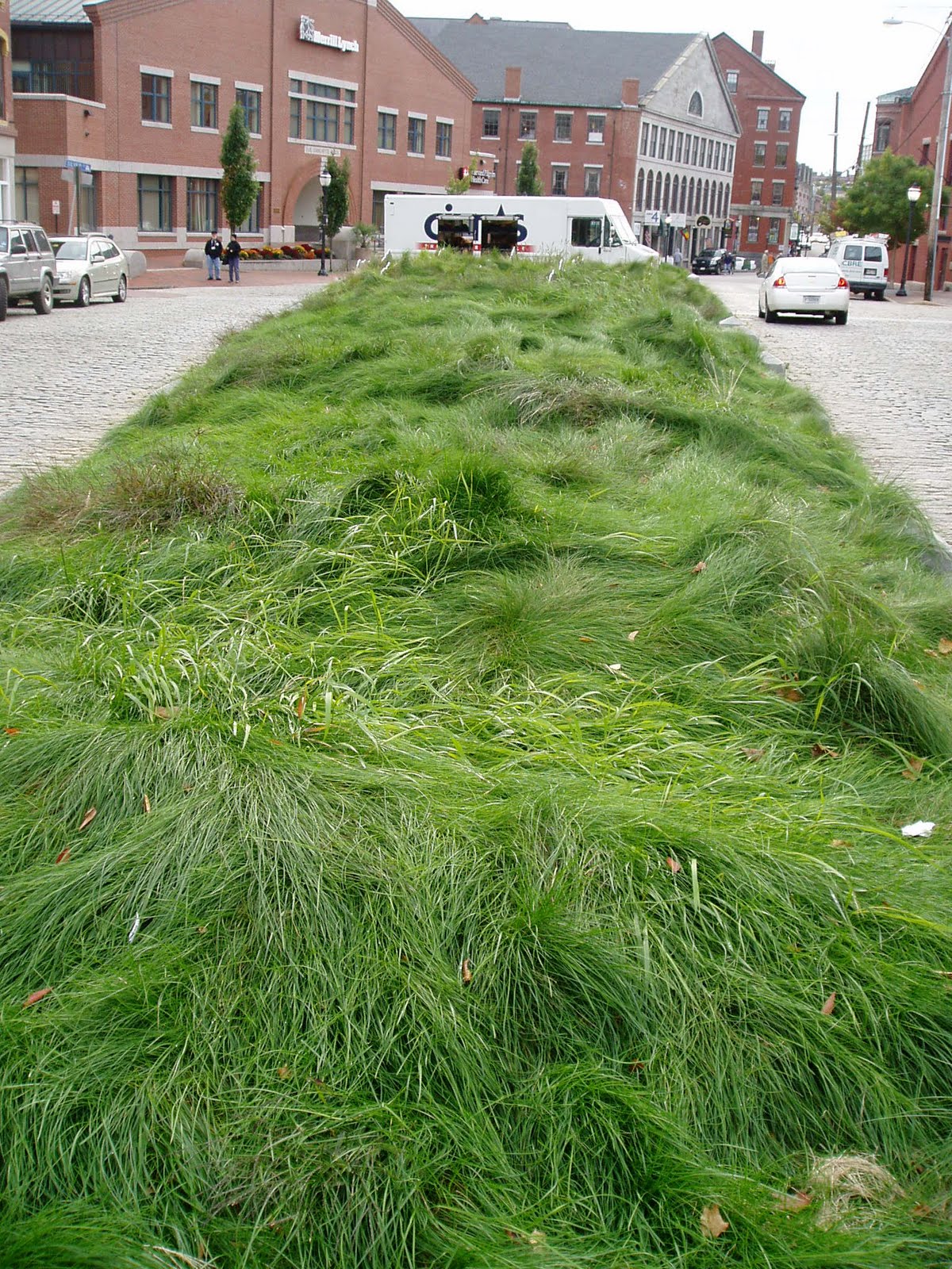 Lovegrass Farm: Ornamental Grasses in Medians